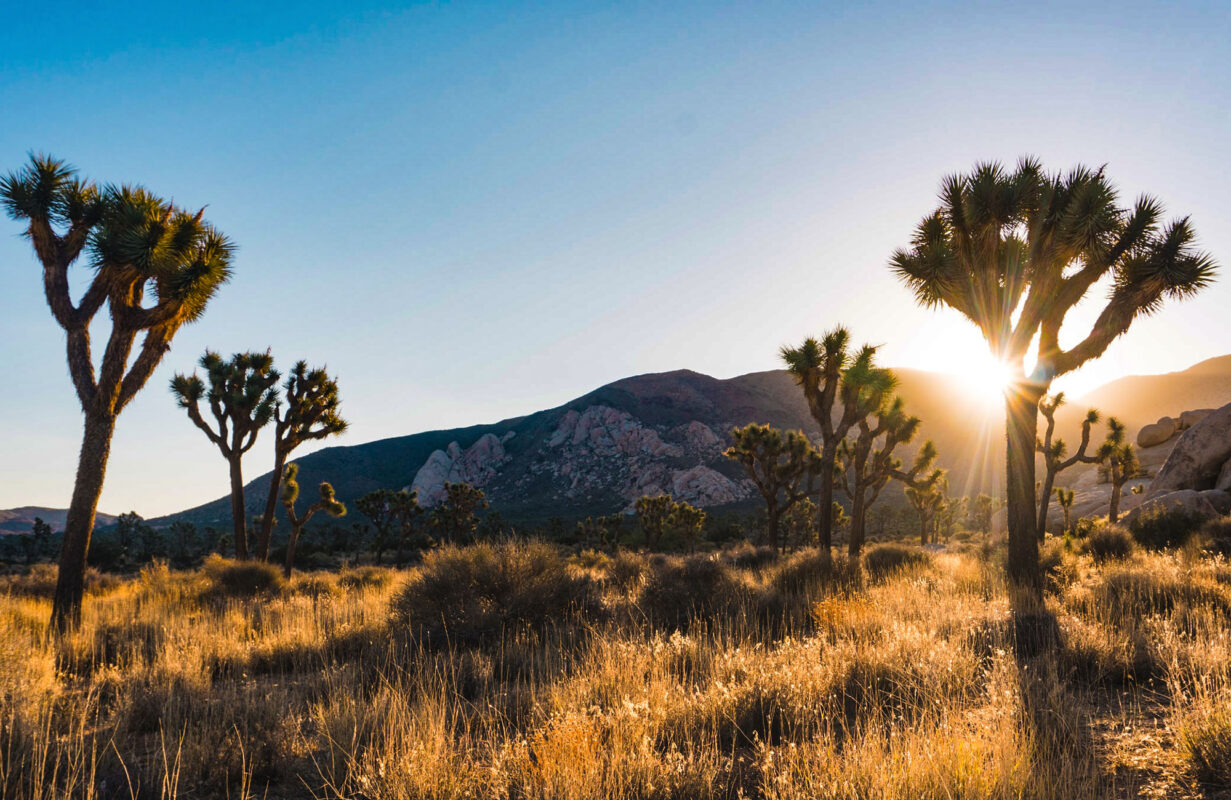 Exploring Joshua Tree National Park - Discover La Mirada California